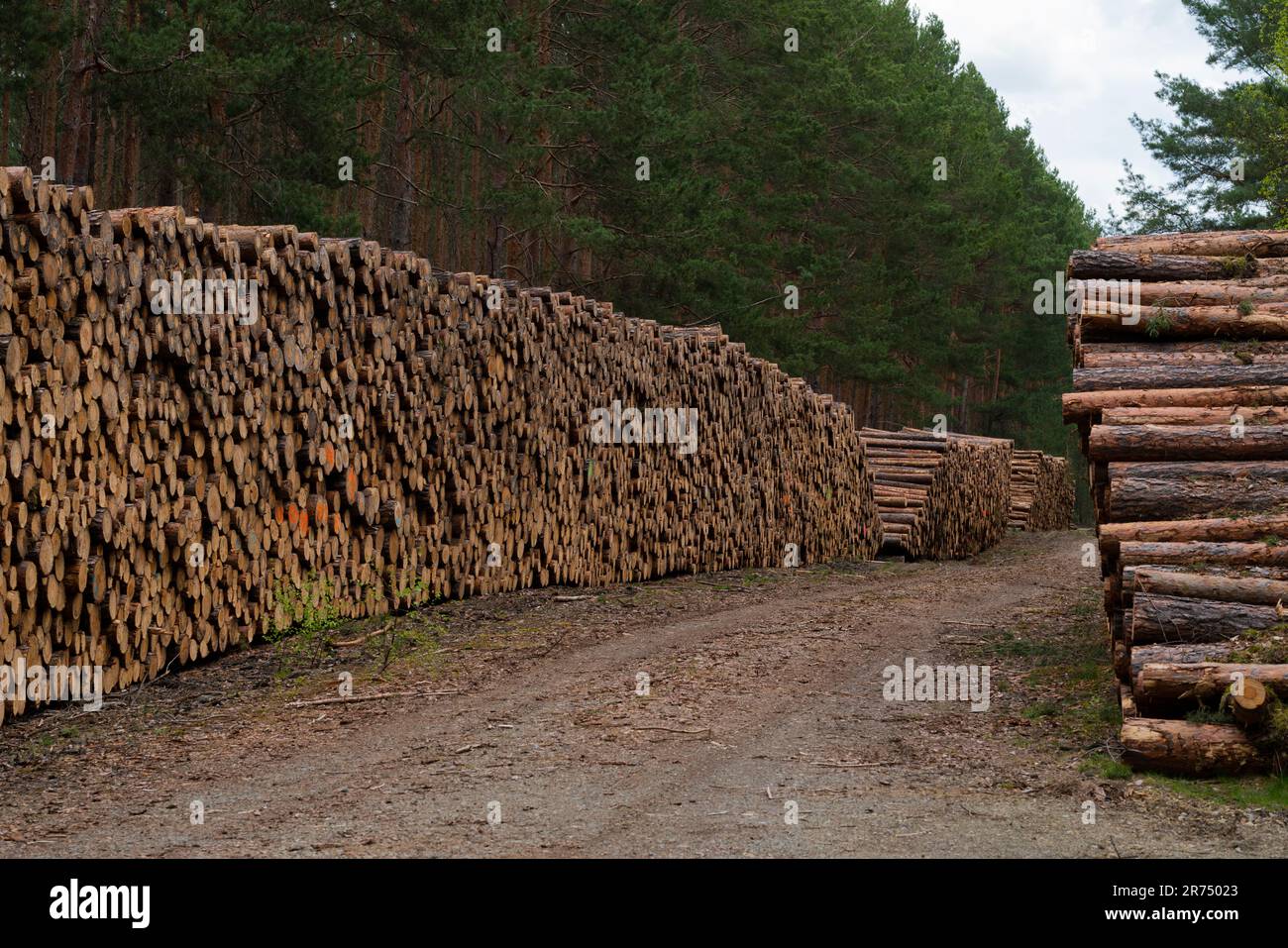 Forest road for forestry vehicle, hundreds of meters of freshly felled ...
