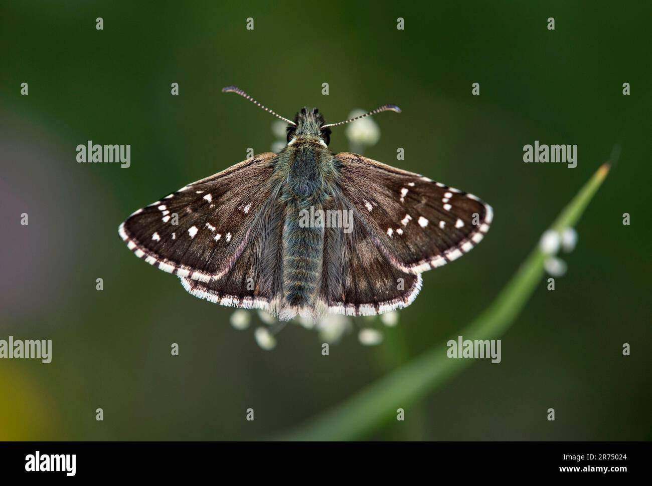 safflower skipper butterfly (Pyrgus carthami), Ovronnaz, Valais ...