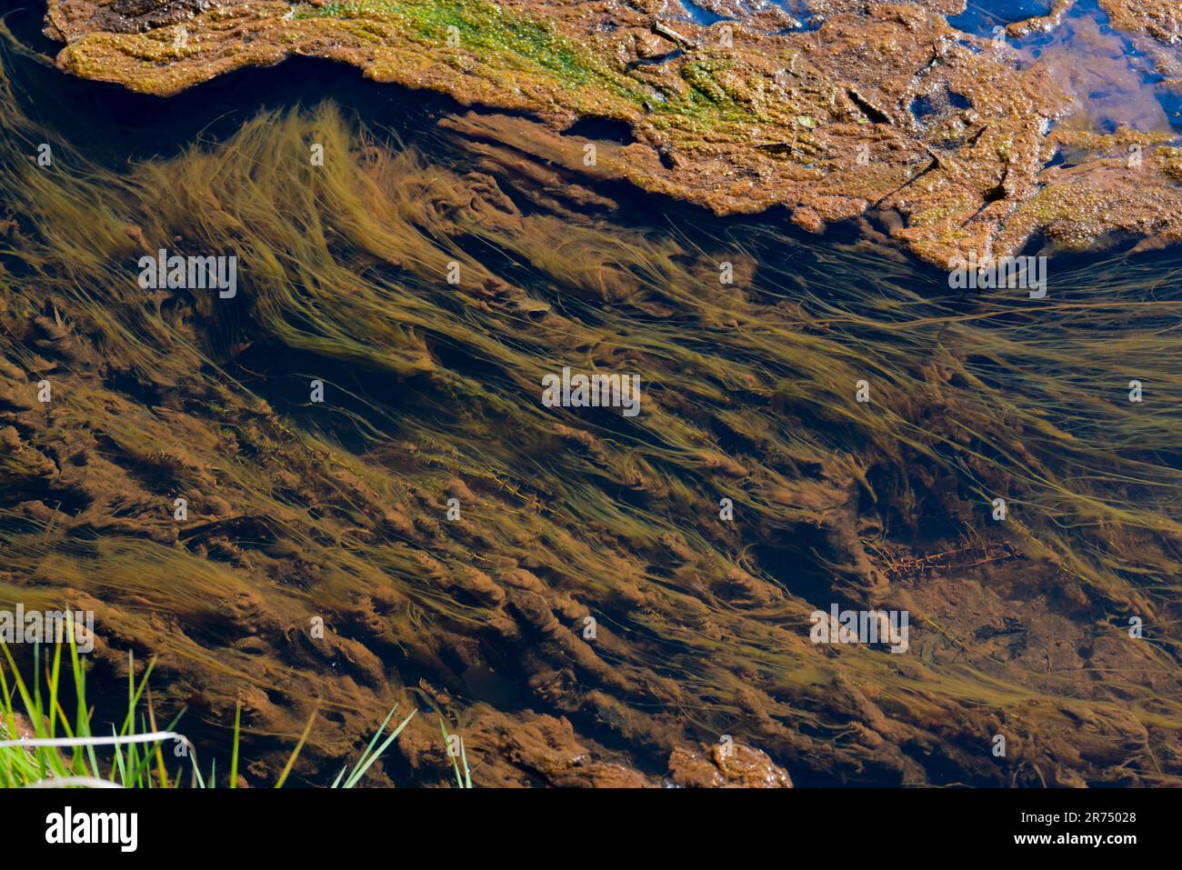 Lots of algae hi-res stock photography and images - Alamy