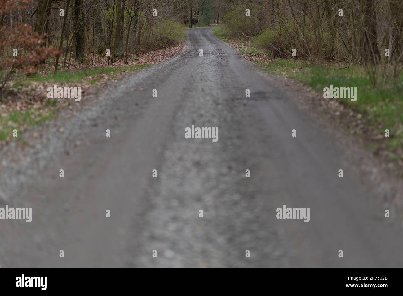 Forest road made of gravel for forestry vehicles, very shallow depth of ...