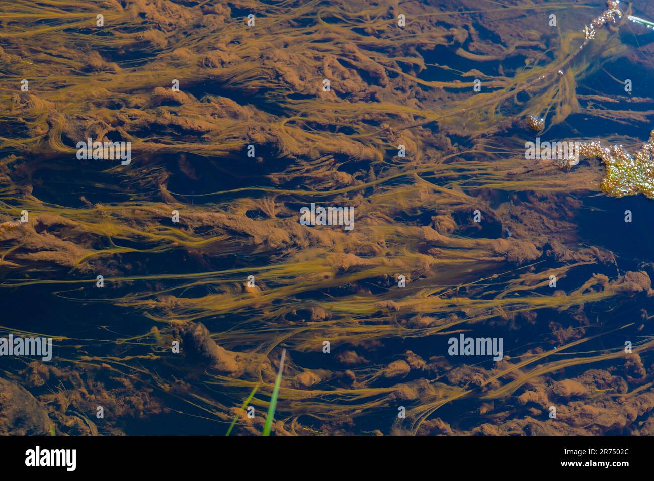 Small narrow river in spring with lots of algae Stock Photo - Alamy