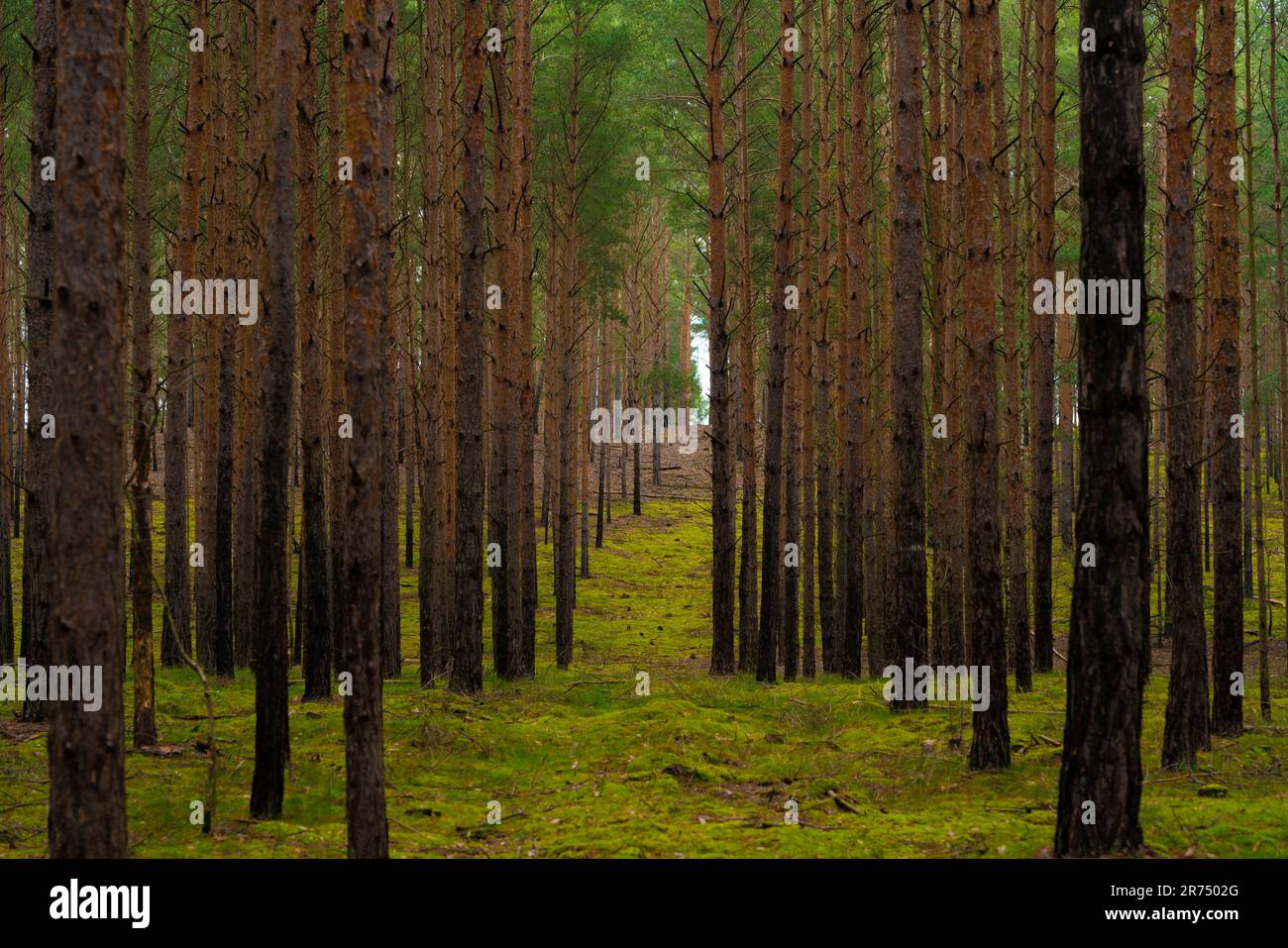 Long straight trunks hi-res stock photography and images - Alamy