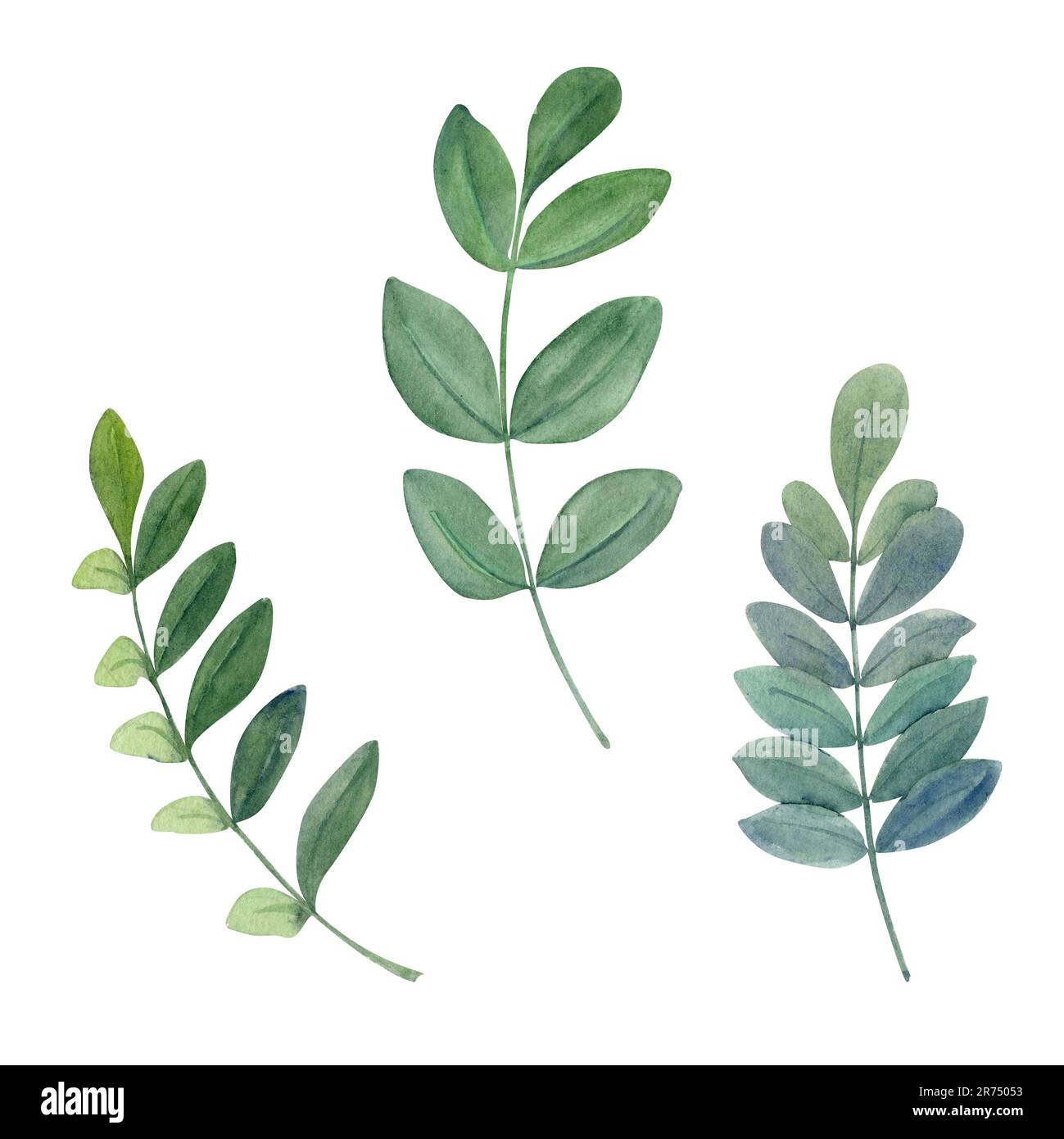 Hand drawn watercolor indigo plant flowers and leaves, coloring dye ...