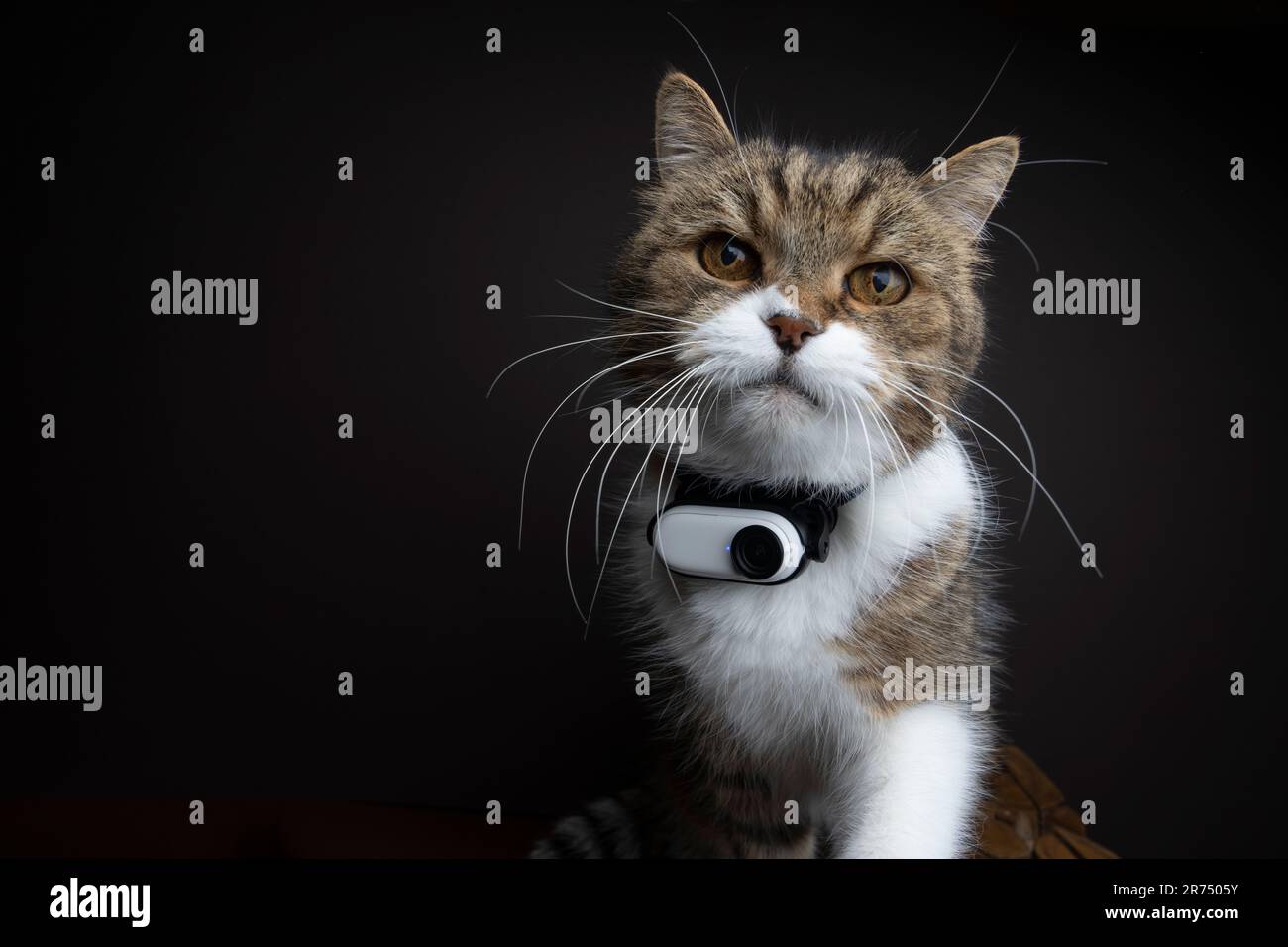cat wearing small action camera attached to collar, studio portrait ...