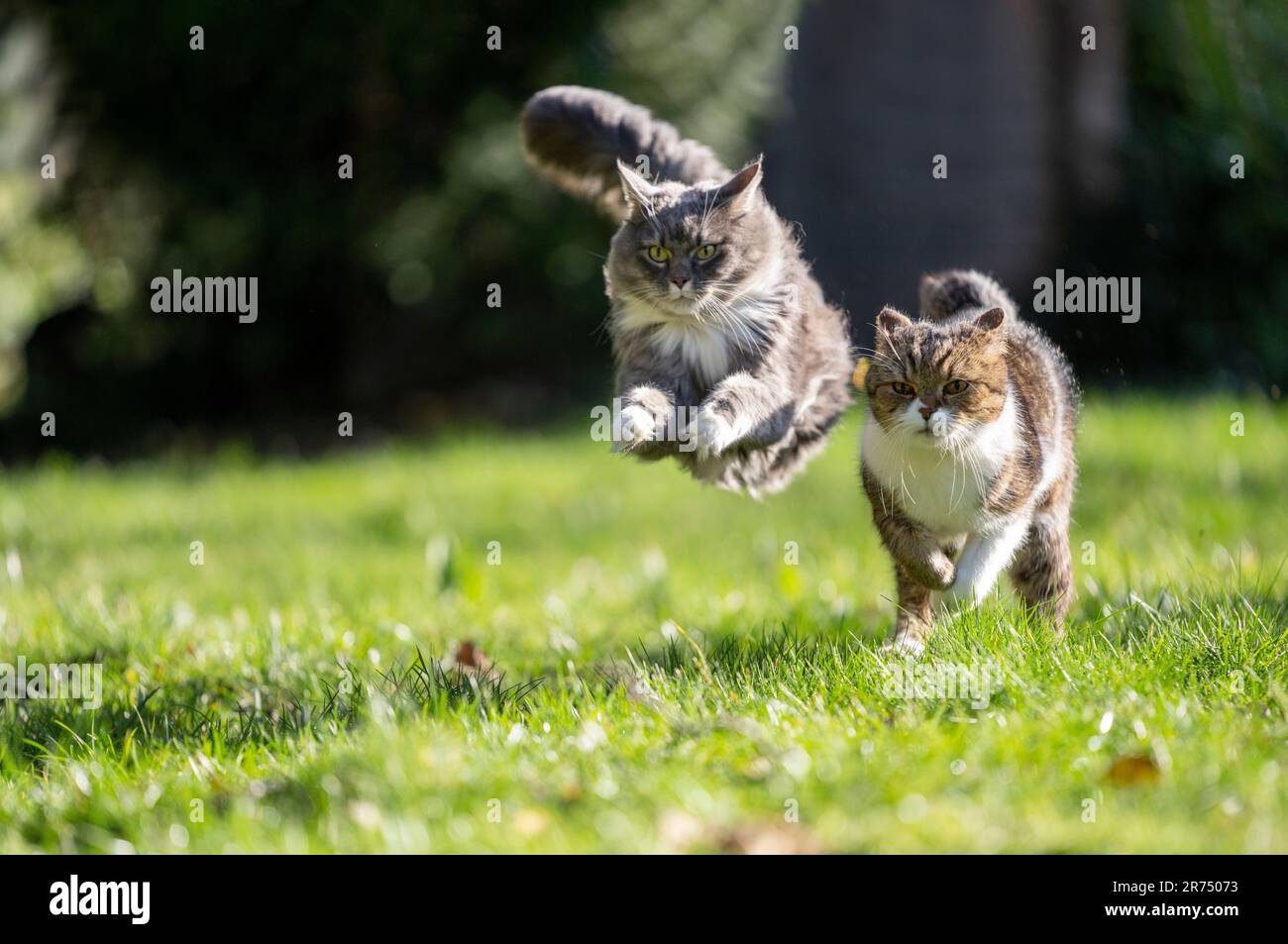Two playful cats running across a green meadow side by side. healthy ...