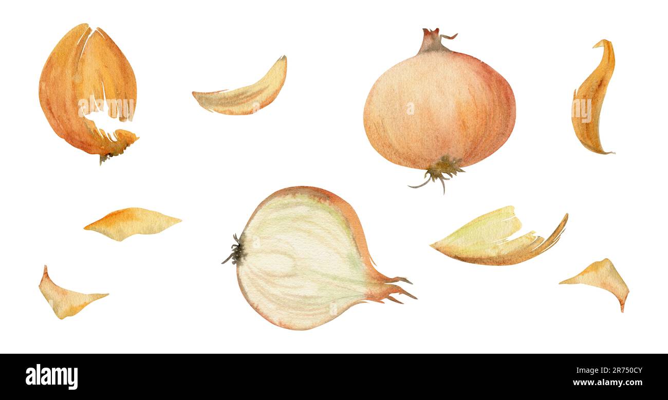 Hand drawn watercolor brown onion plant, vegetable dye for hobby ...