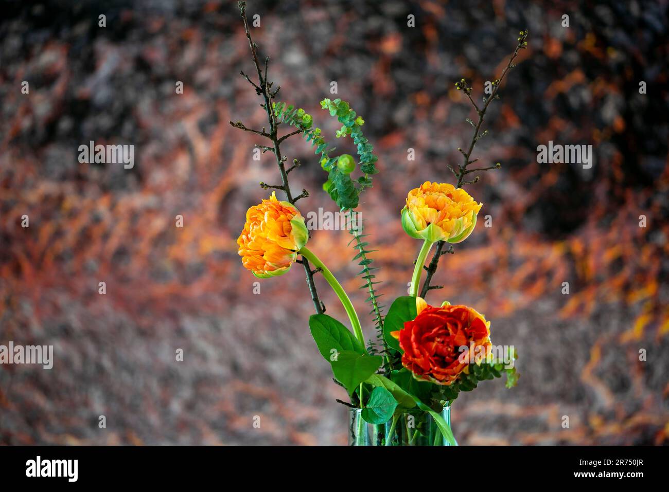 French tulips with eucalyptus and fruit branch Stock Photo - Alamy