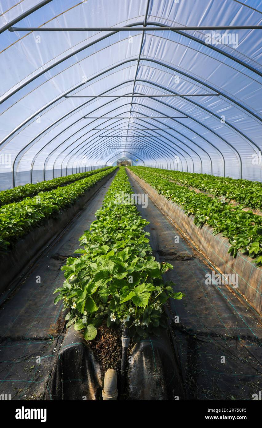 Regional cultivation hi-res stock photography and images - Alamy