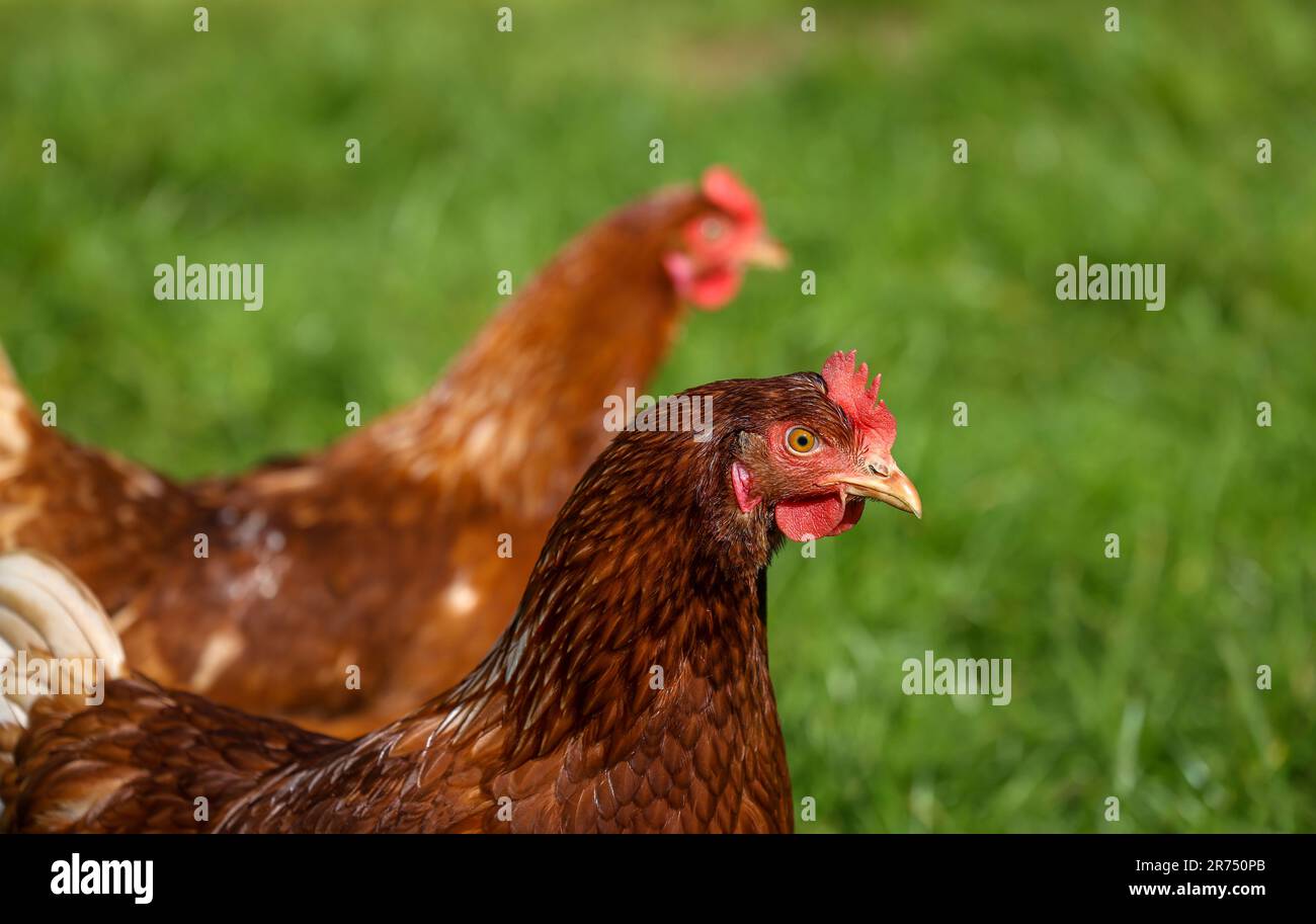 Free range organic chickens hi-res stock photography and images - Alamy