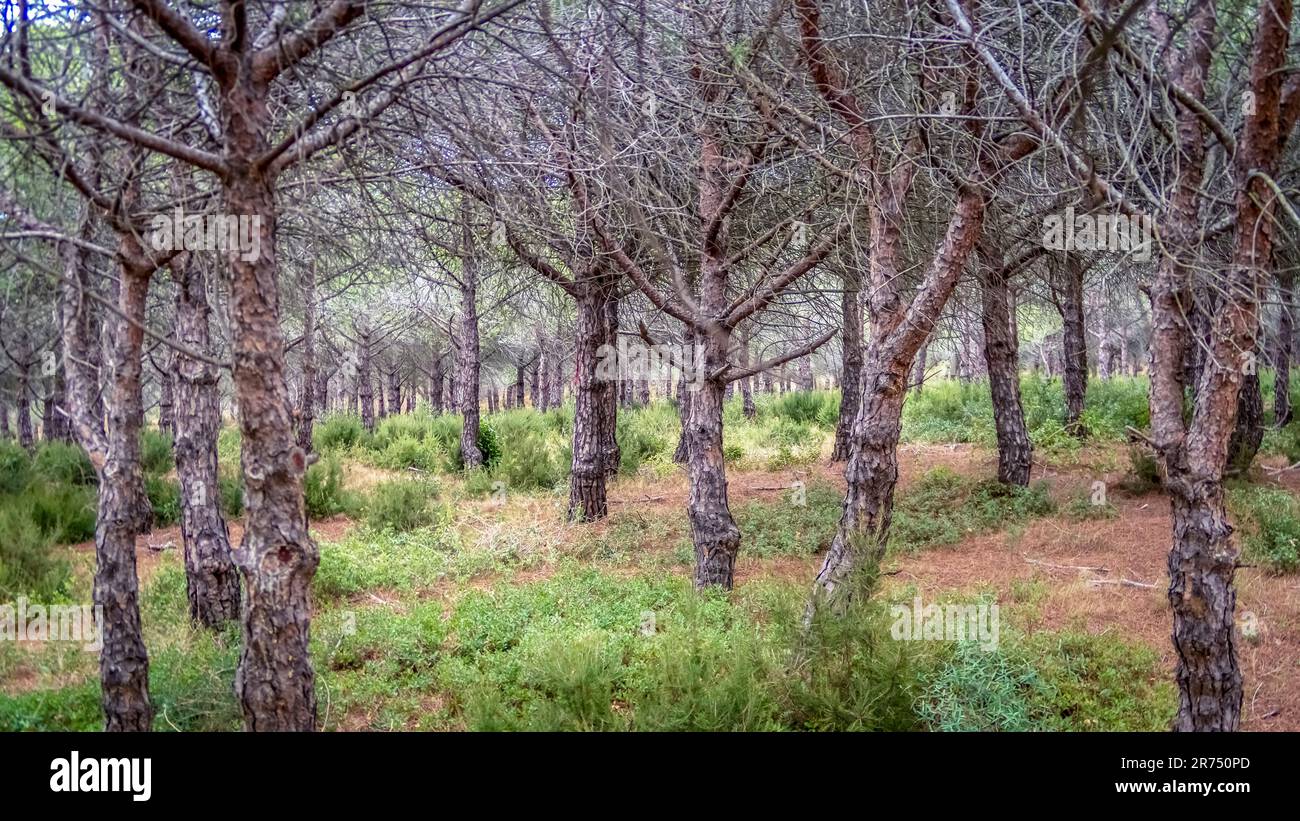 Botany trees conifers maritime hi-res stock photography and images - Alamy
