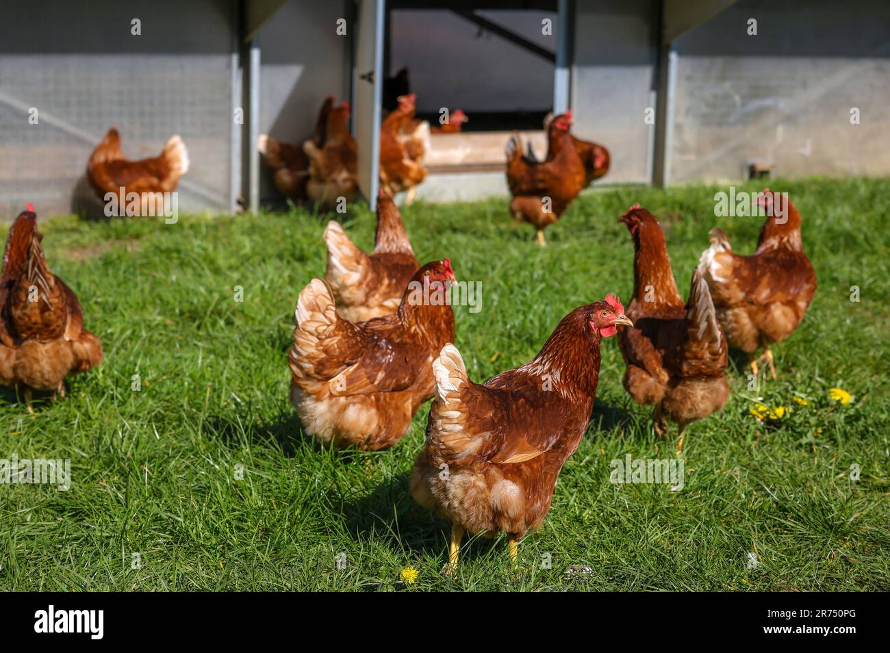 Wesel, North Rhine-Westphalia, Germany, free-range organic chickens on ...