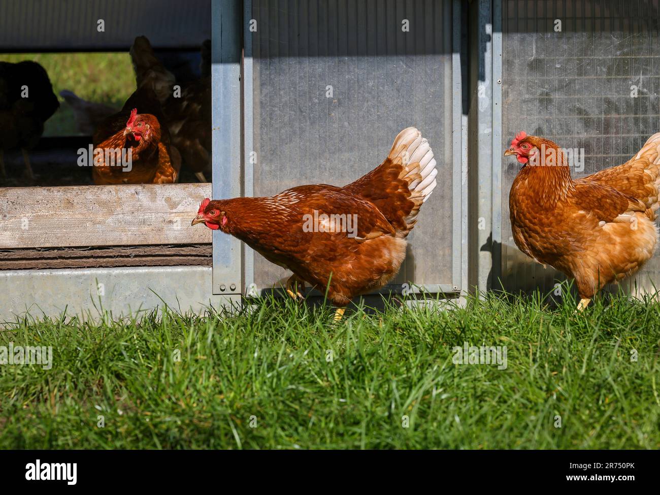 Poultry farming germany hi-res stock photography and images - Alamy