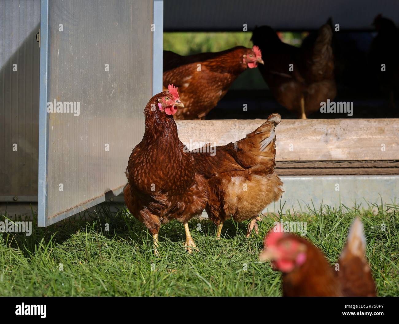 Wesel, North Rhine-Westphalia, Germany, free-range organic chickens on ...