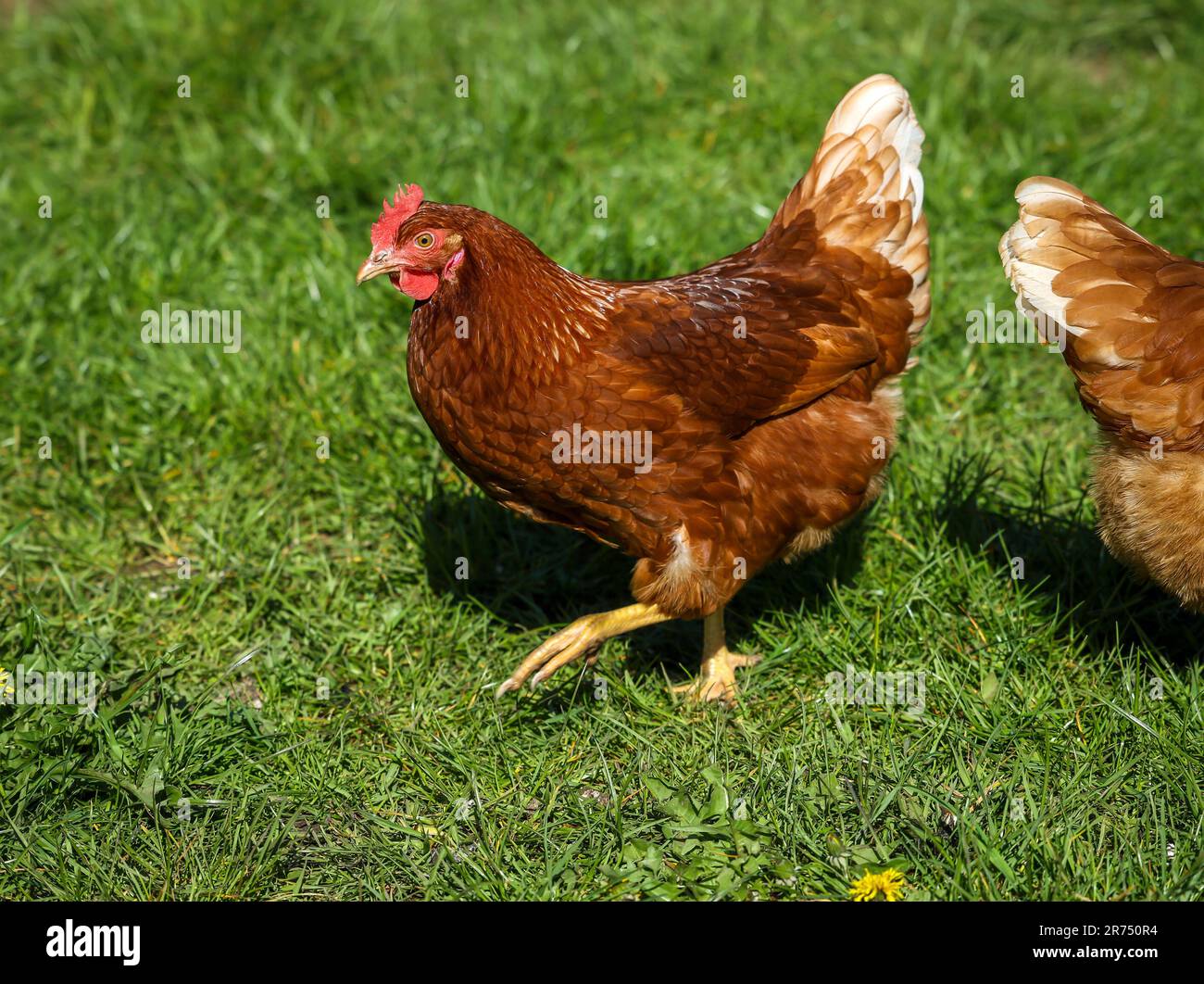 Free range organic chickens hi-res stock photography and images - Alamy