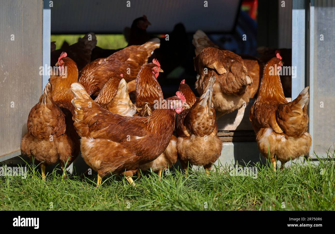 Wesel, North Rhine-Westphalia, Germany, free-range organic chickens on ...
