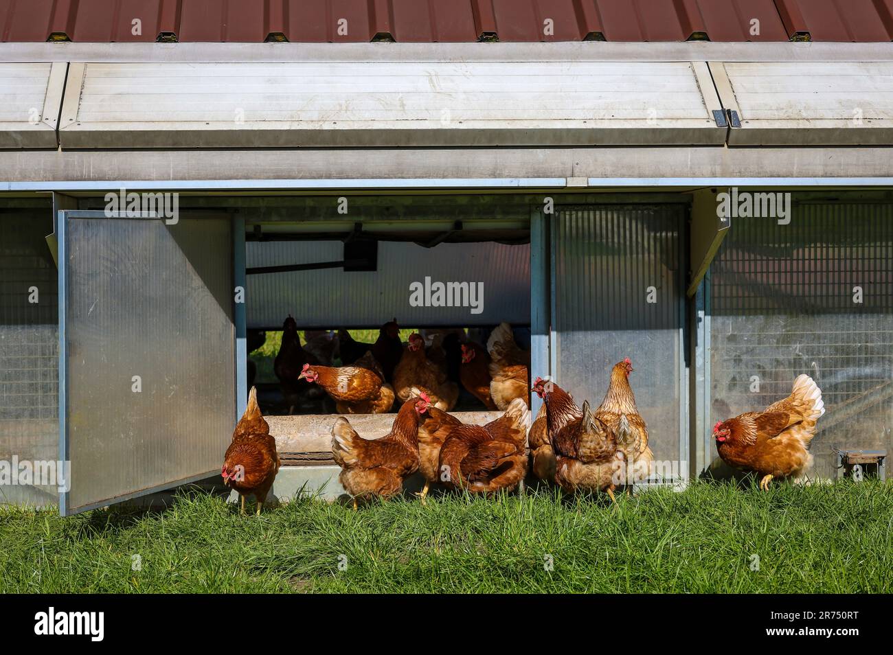 Wesel, North Rhine-Westphalia, Germany, free-range organic chickens on ...