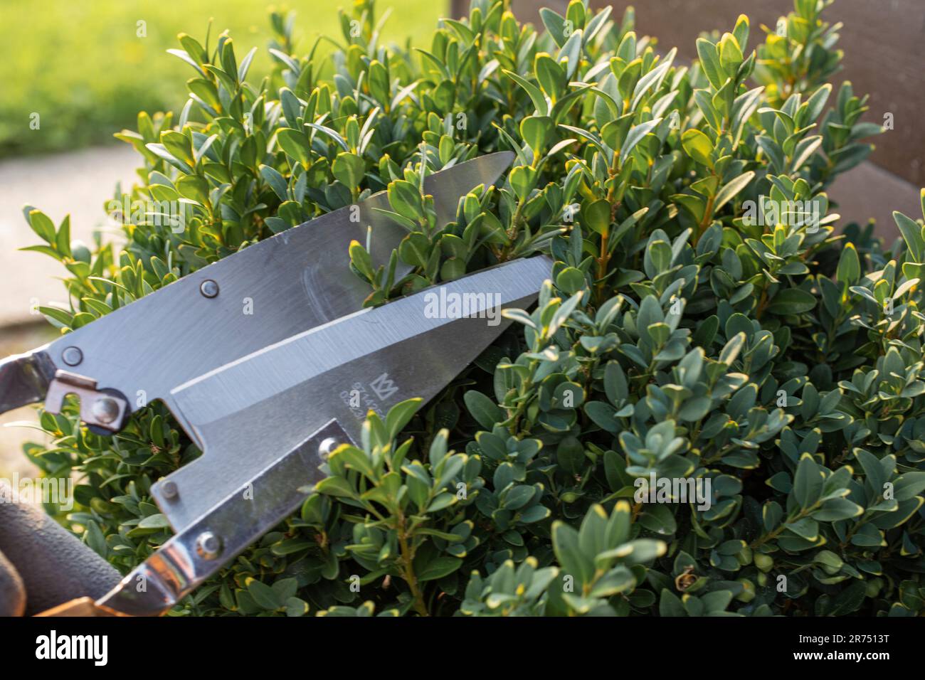 Cutting boxwoods hi-res stock photography and images - Alamy