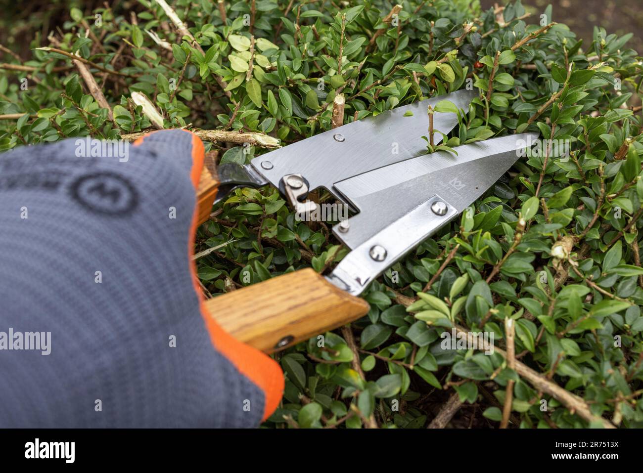 Privet bush, topiary, boxwood shears with round spring, detail, cutting ...