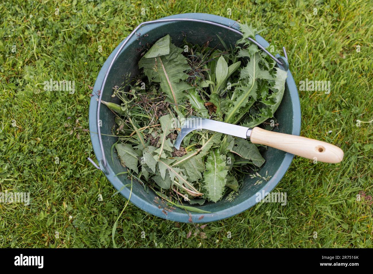 Garden bucket green filled with weeds, joint scraper, garden ...