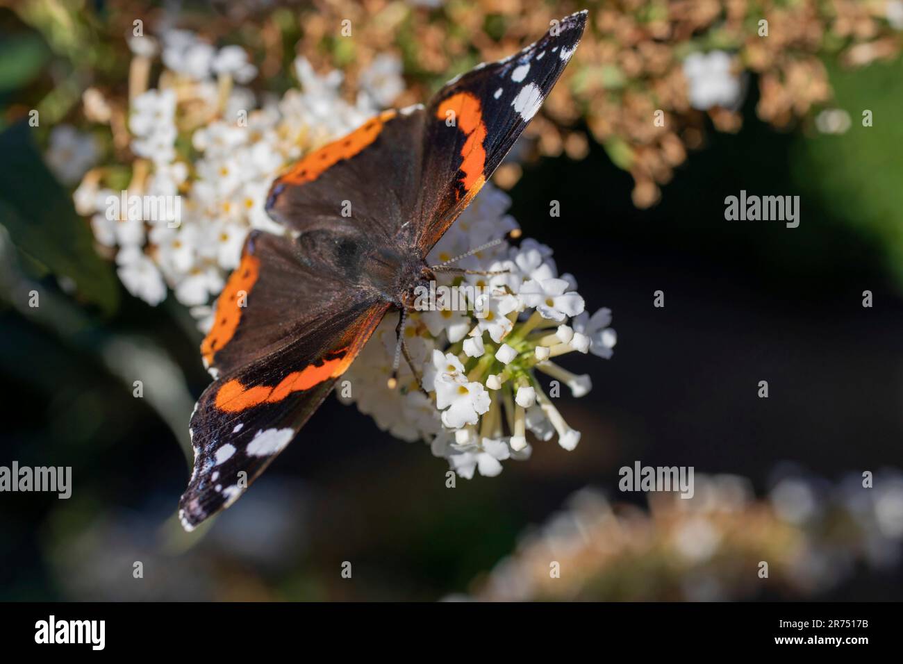 red admiral butterfly 'Vanessa atalanta' on flower panicles of a ...
