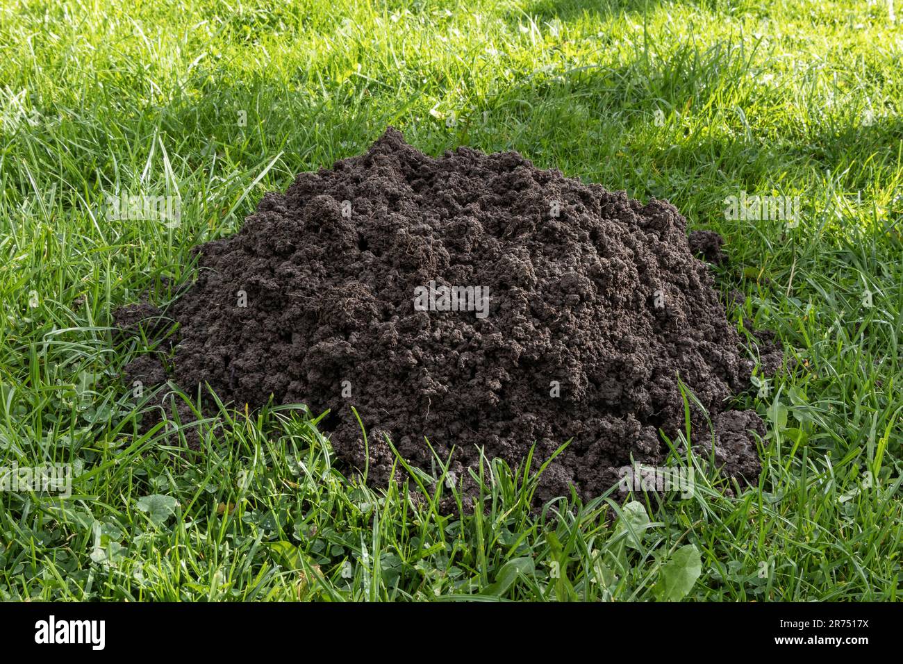 Mole on heap soil garden hi-res stock photography and images - Alamy