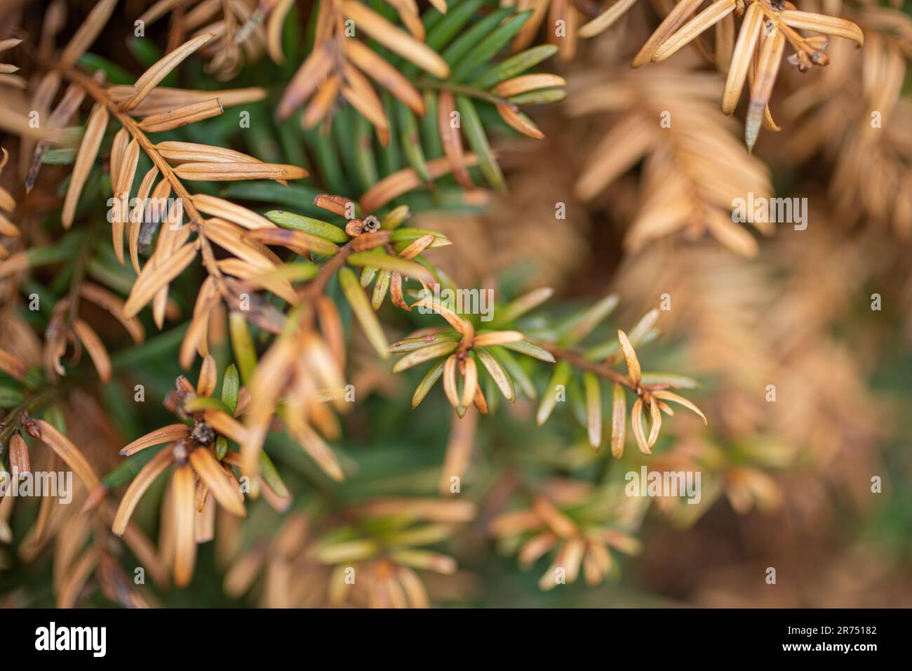 Yew Hedge Close Up