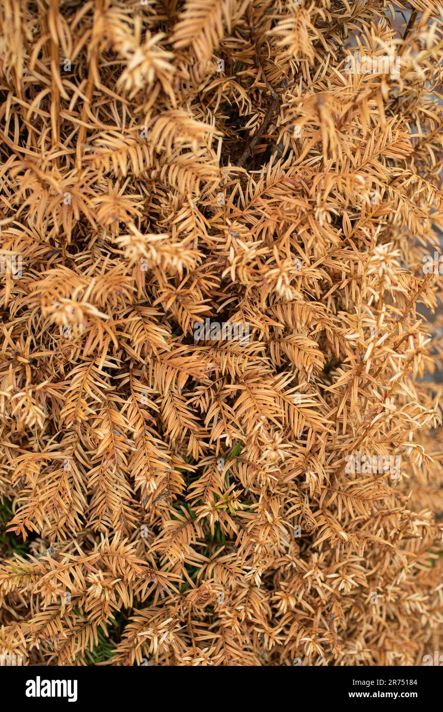 Brown needles of a yew tree, detail, icon image, dried up, pest ...