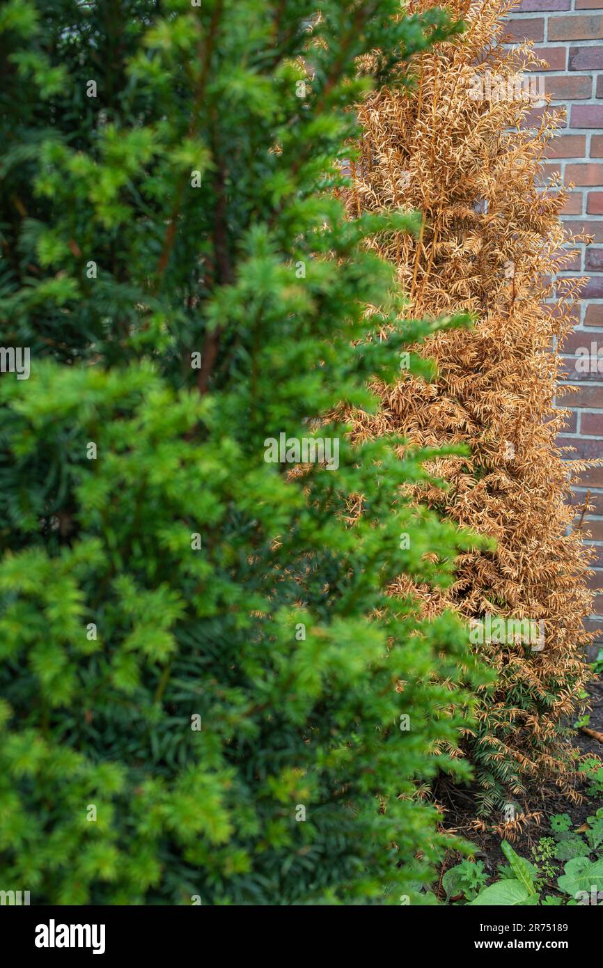 Healthy green yew tree, brown yew tree in the background, detail, icon ...