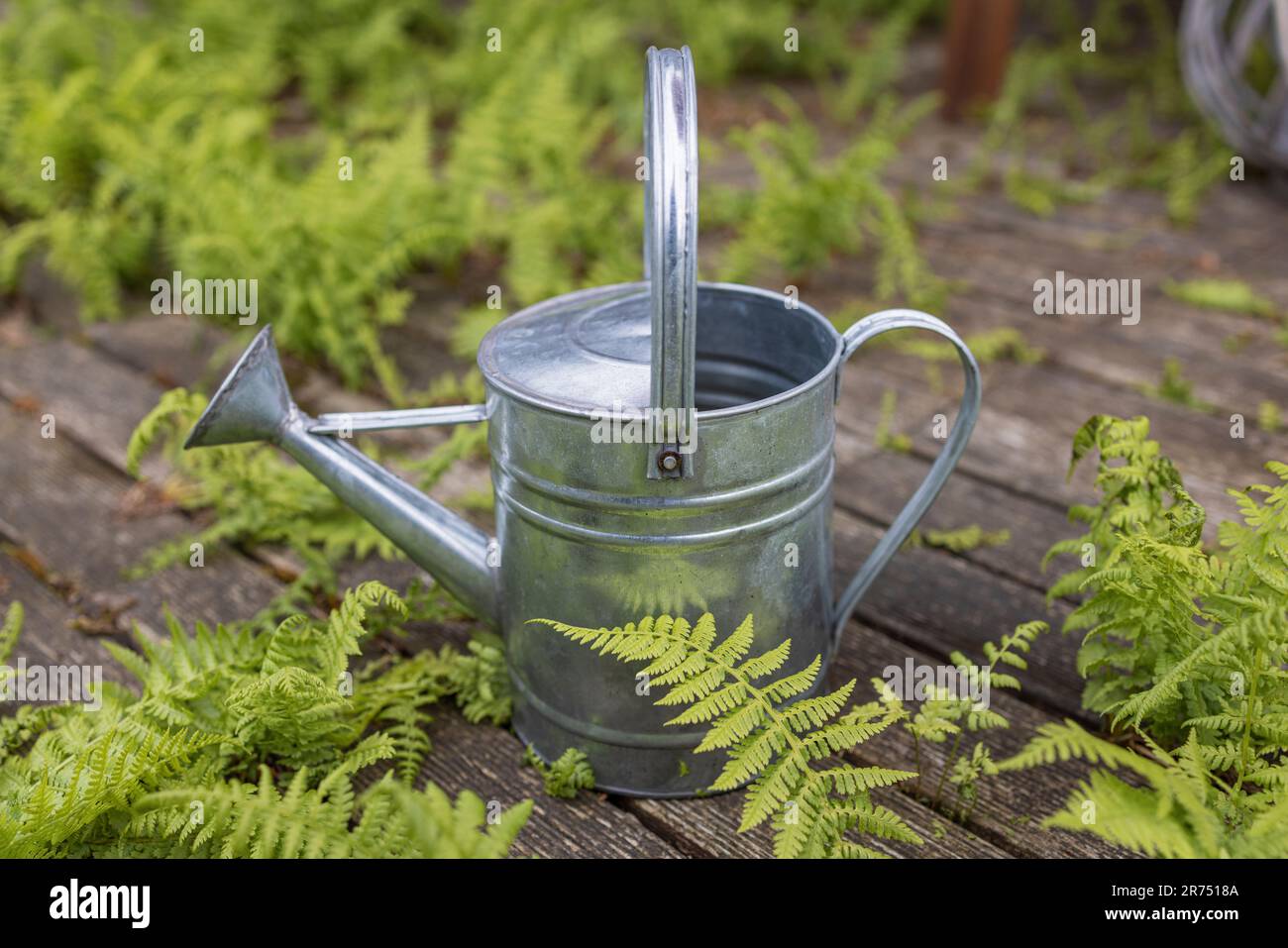 Galvanized watering can stands among ferns in the garden Stock Photo ...