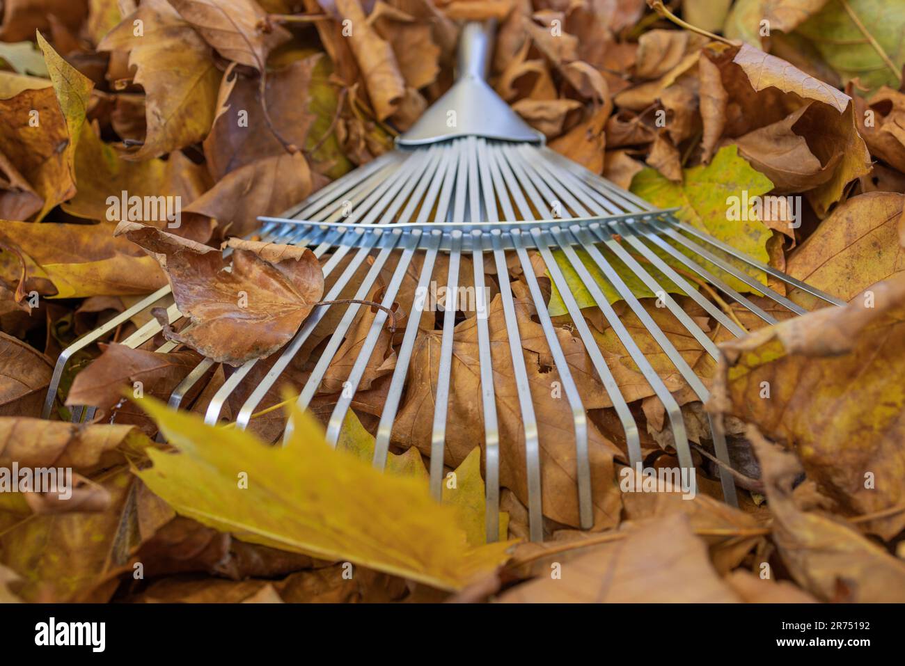 Leaf rake lies in autumn leaves, detail Stock Photo - Alamy