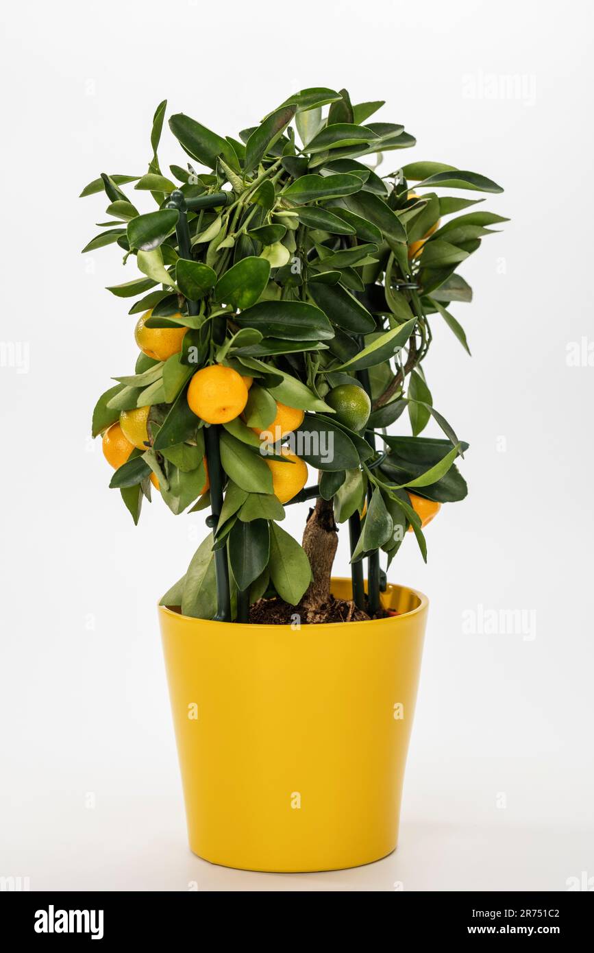 Citrus plant - Orange in yellow planter, white background Stock Photo ...