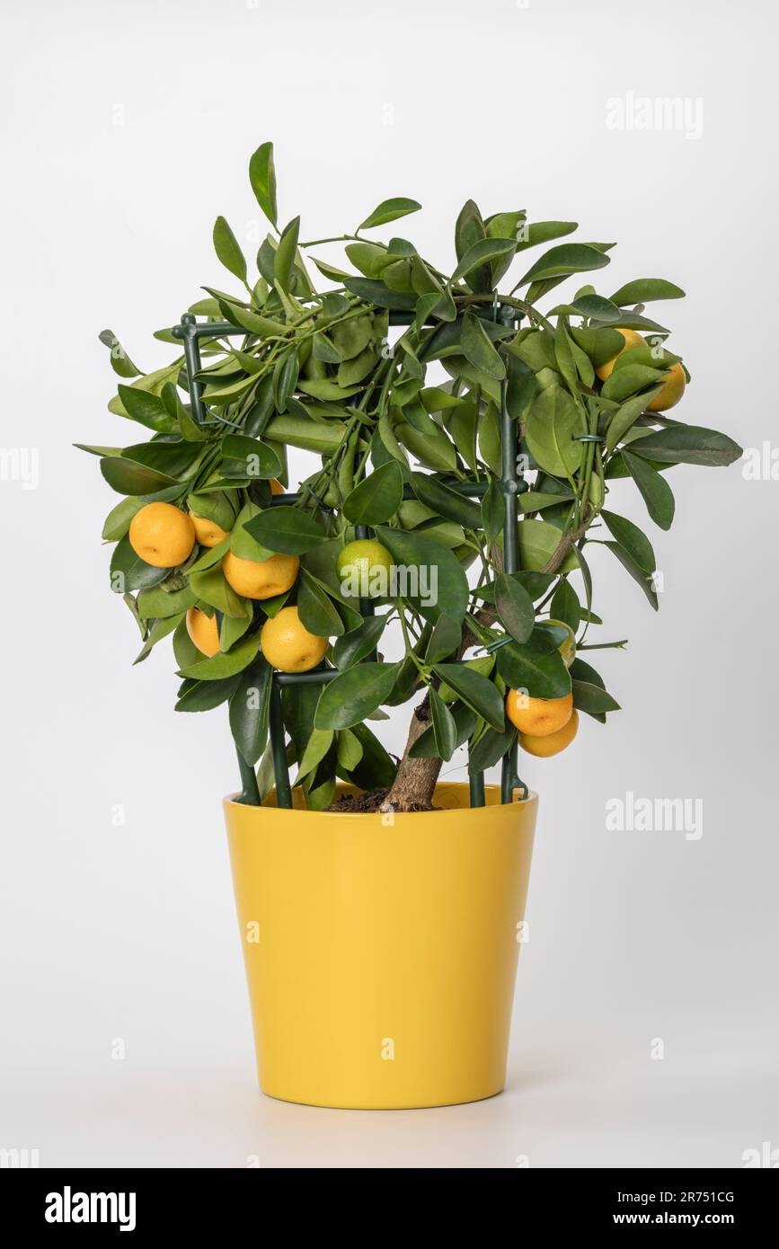 Citrus plant - Orange in yellow planter, white background Stock Photo ...