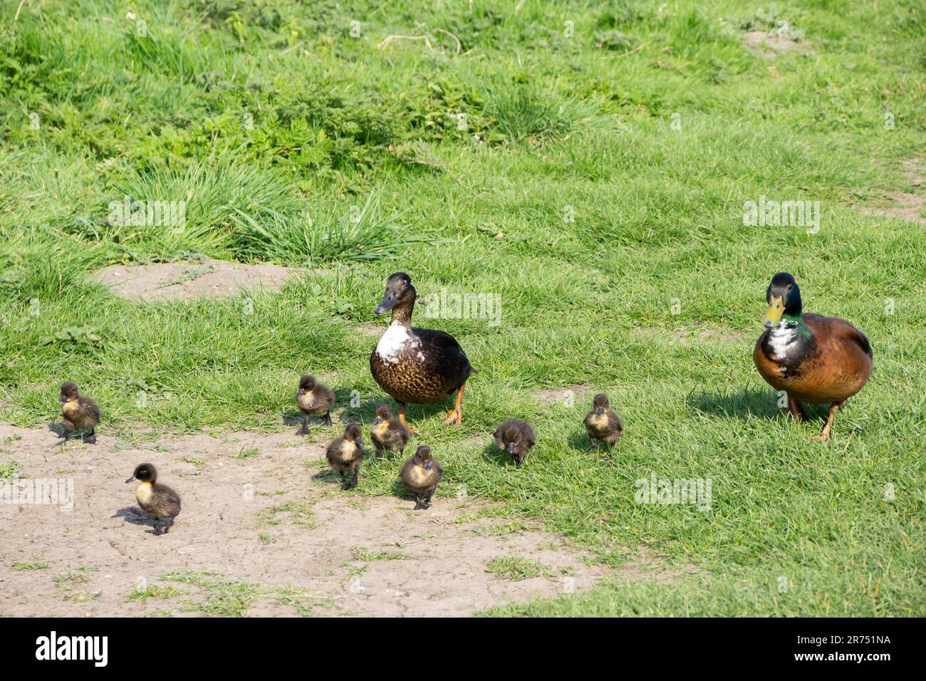 A heartwarming scene of a complete duck family, consisting of the ...