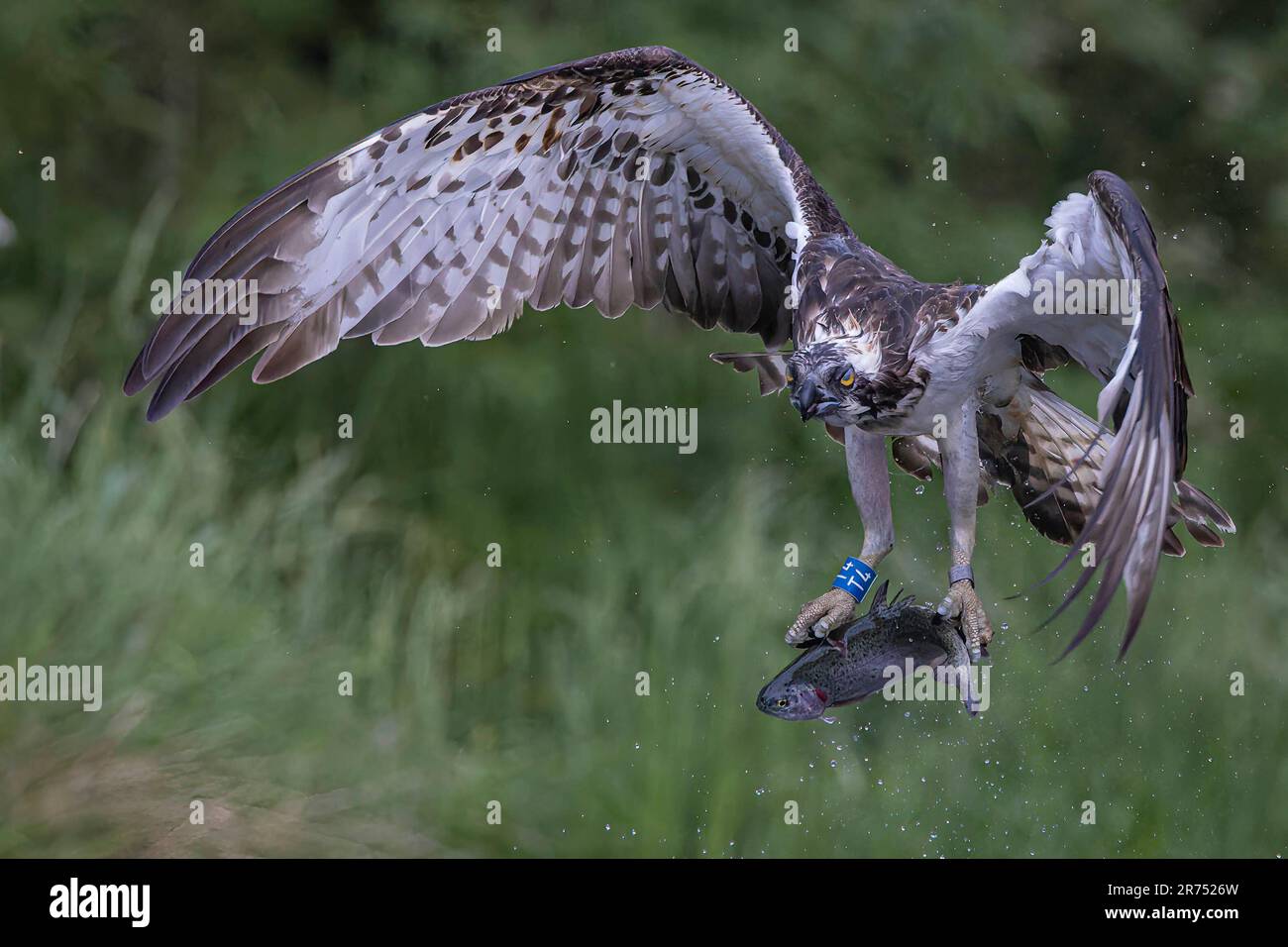 A stunning shot of the osprey with a trout in its claws. Rutland, East ...