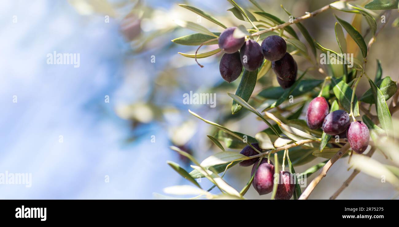 Closeup view photography of organic olive trees with ripening olives at ...