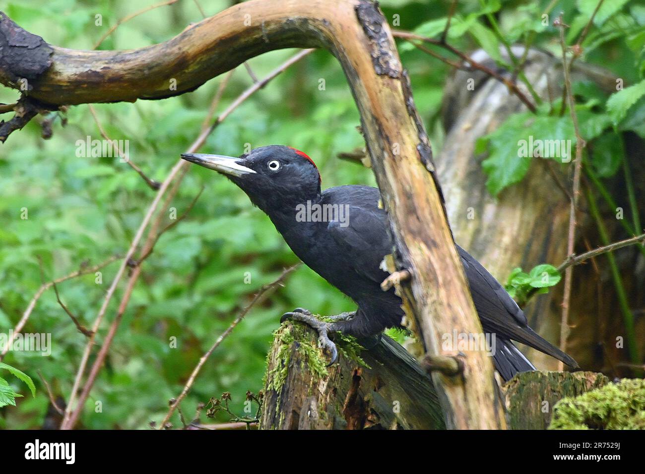 Black woodpecker foraging Stock Photo - Alamy