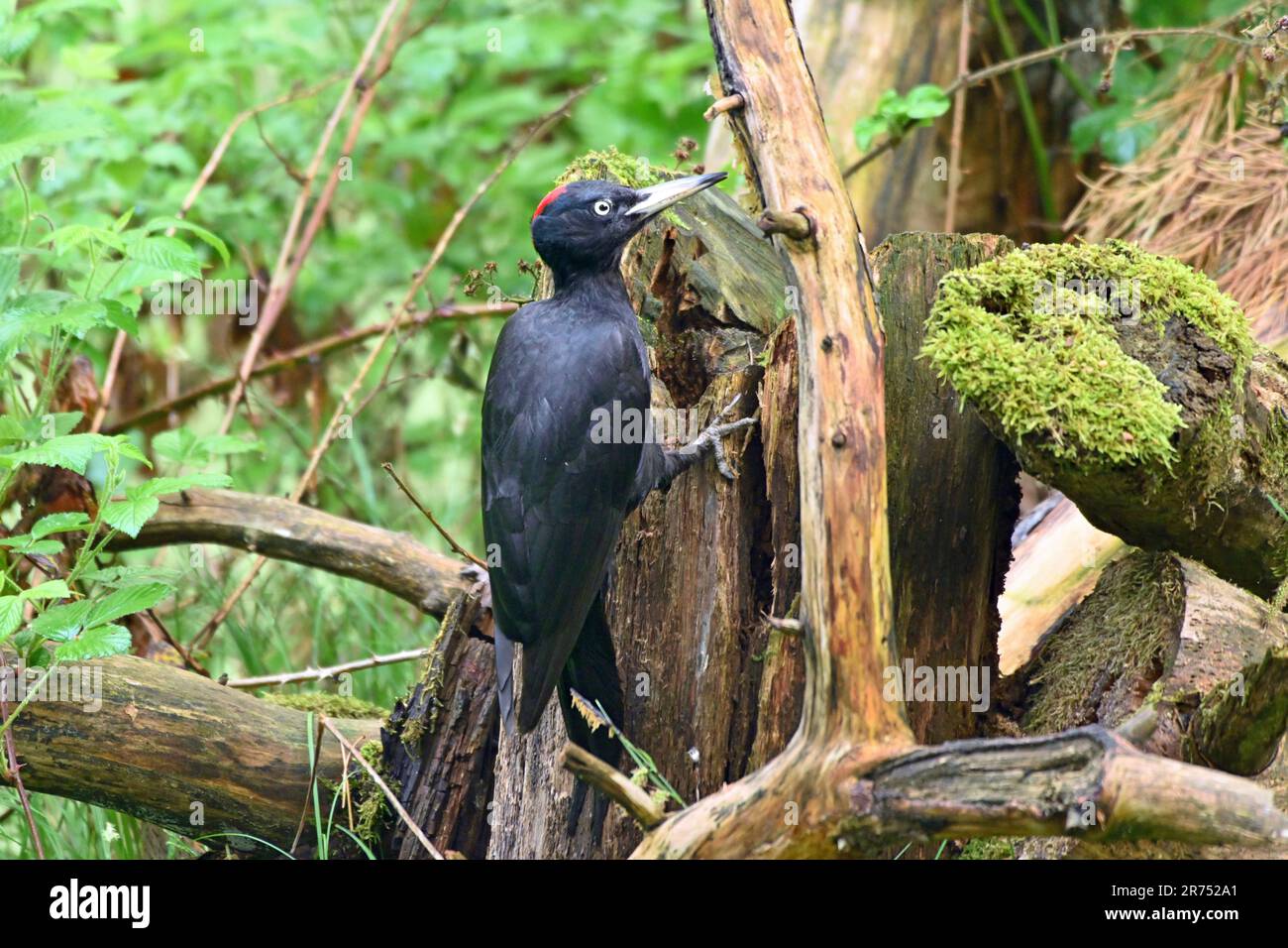 Black woodpecker foraging Stock Photo - Alamy