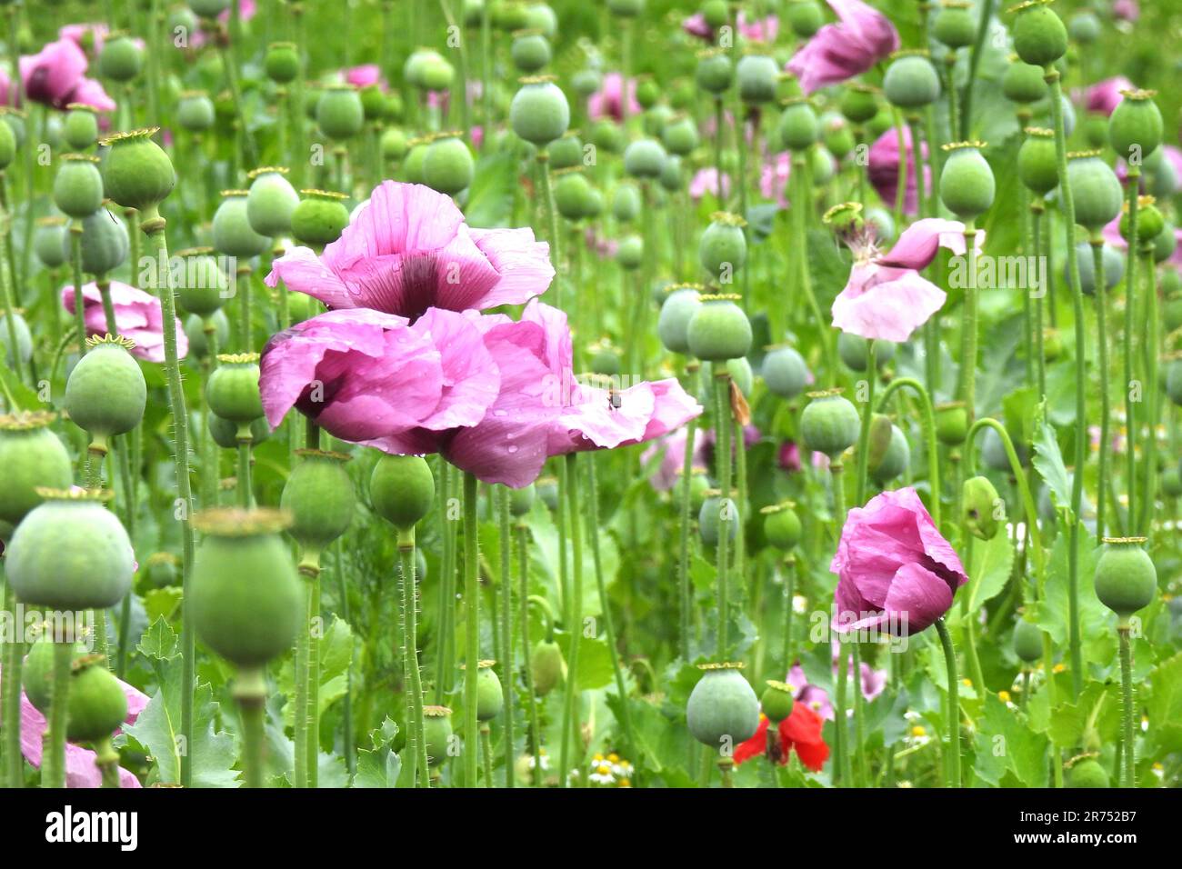 Poppy herb hi-res stock photography and images - Alamy