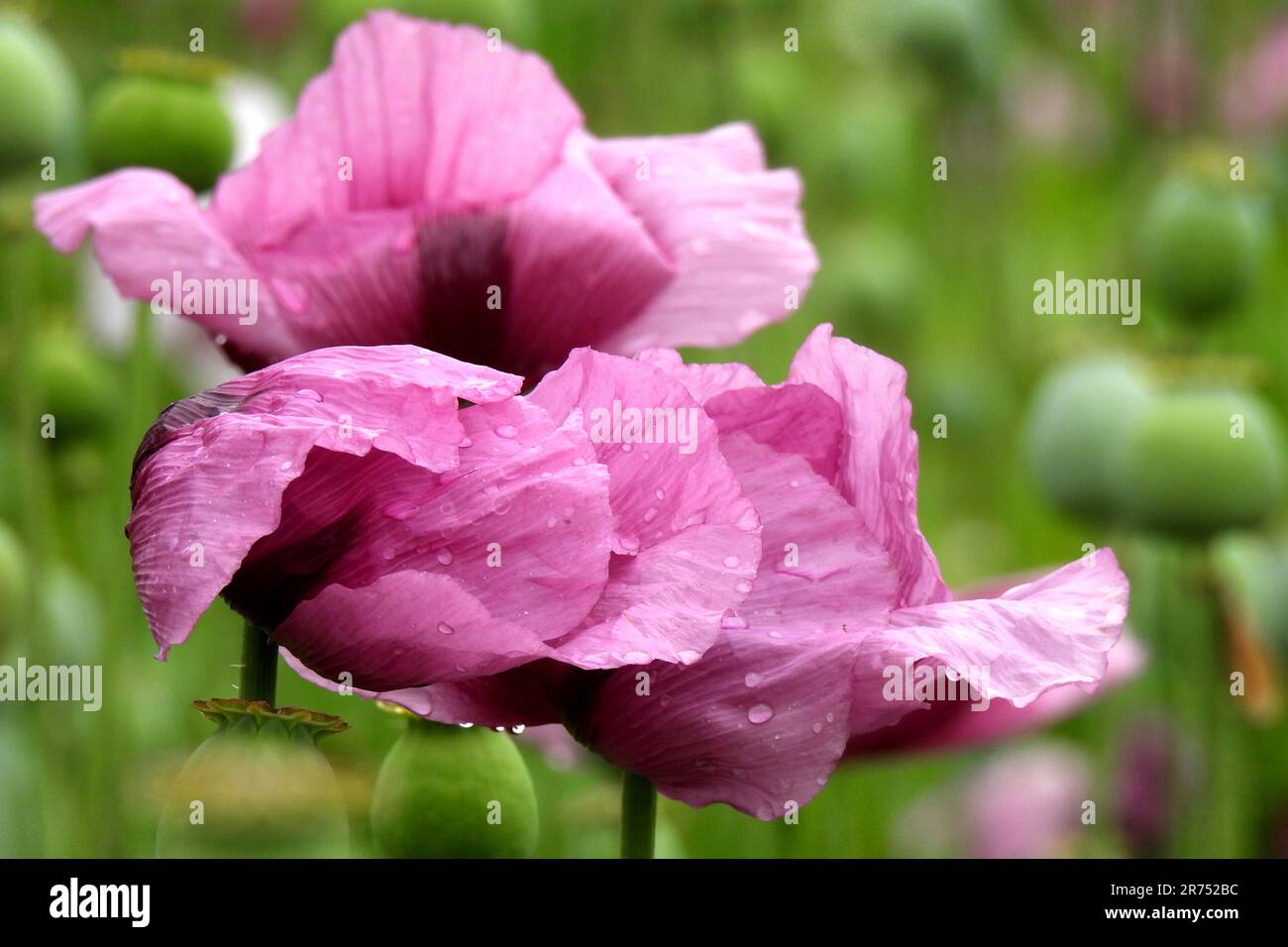 Poppy herb hi-res stock photography and images - Alamy