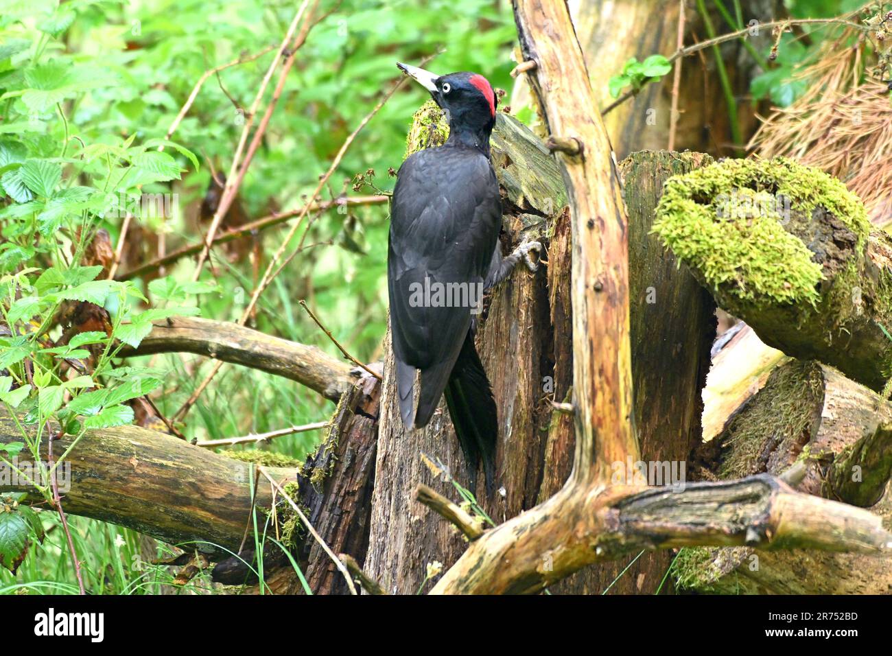 Black woodpecker foraging Stock Photo - Alamy