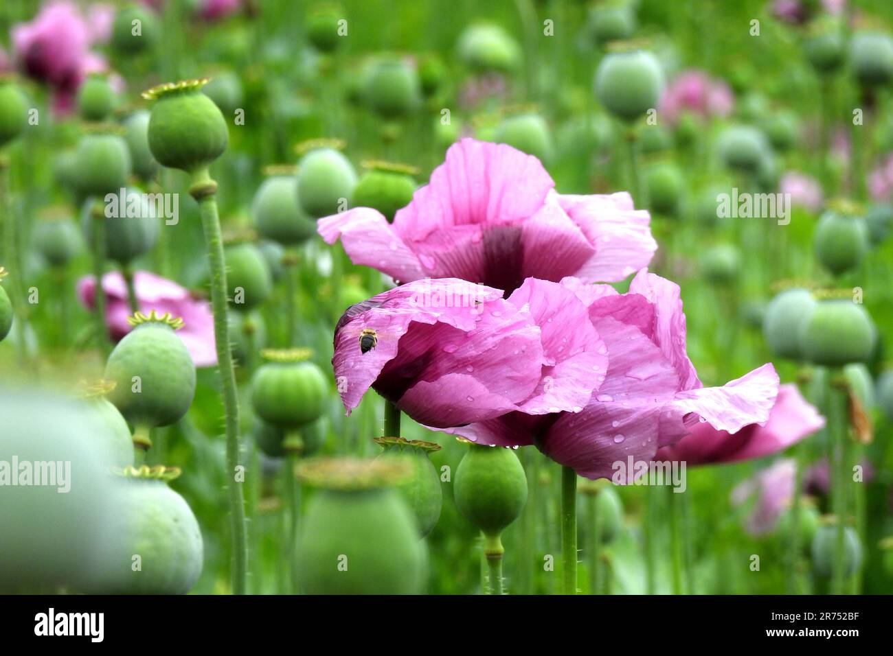 Poppy herb hi-res stock photography and images - Alamy