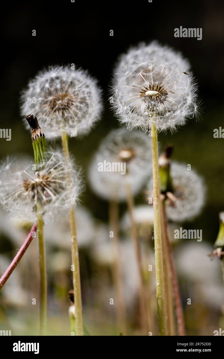 Mass of dandelion seeds hi-res stock photography and images - Alamy