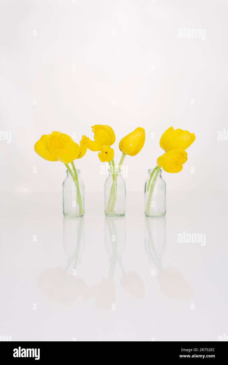 Yellow tulips in three small glass vases Stock Photo - Alamy