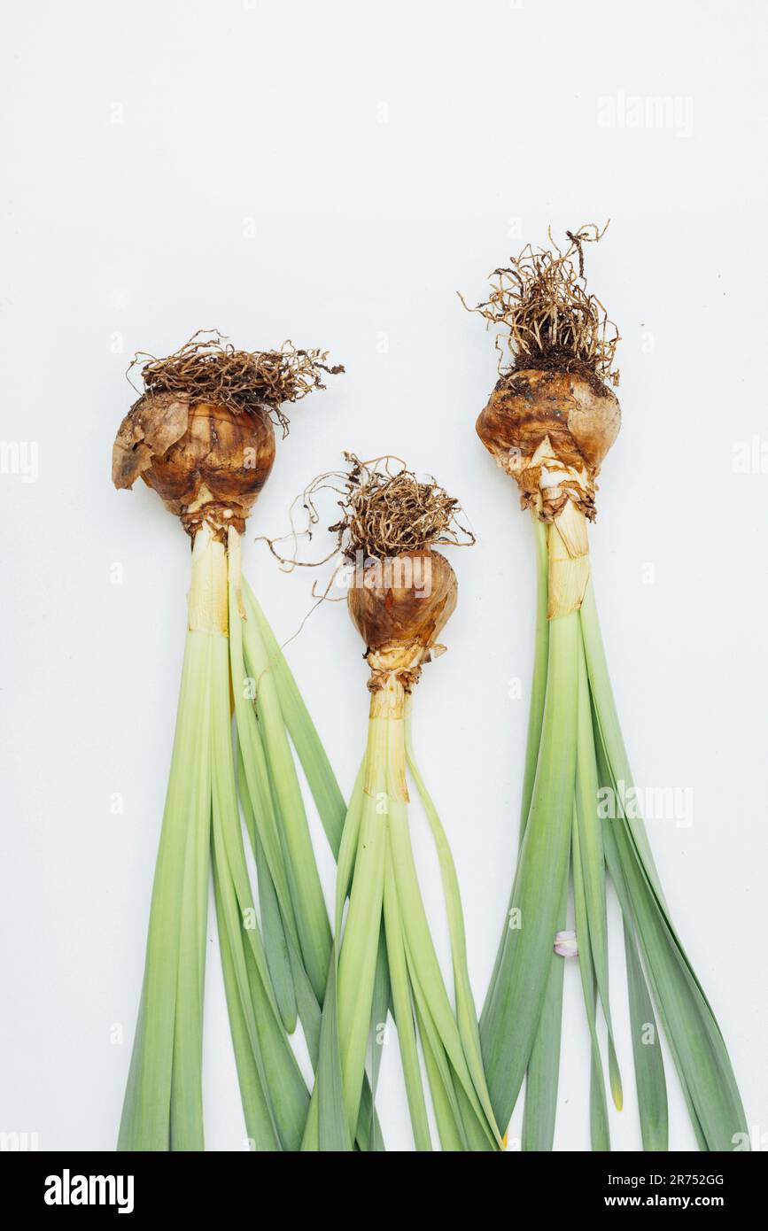 Three bulbs on white background Stock Photo - Alamy