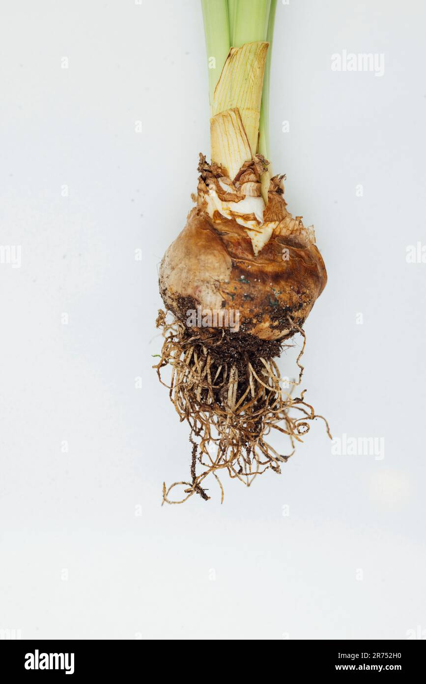 Single bulb on white background Stock Photo - Alamy