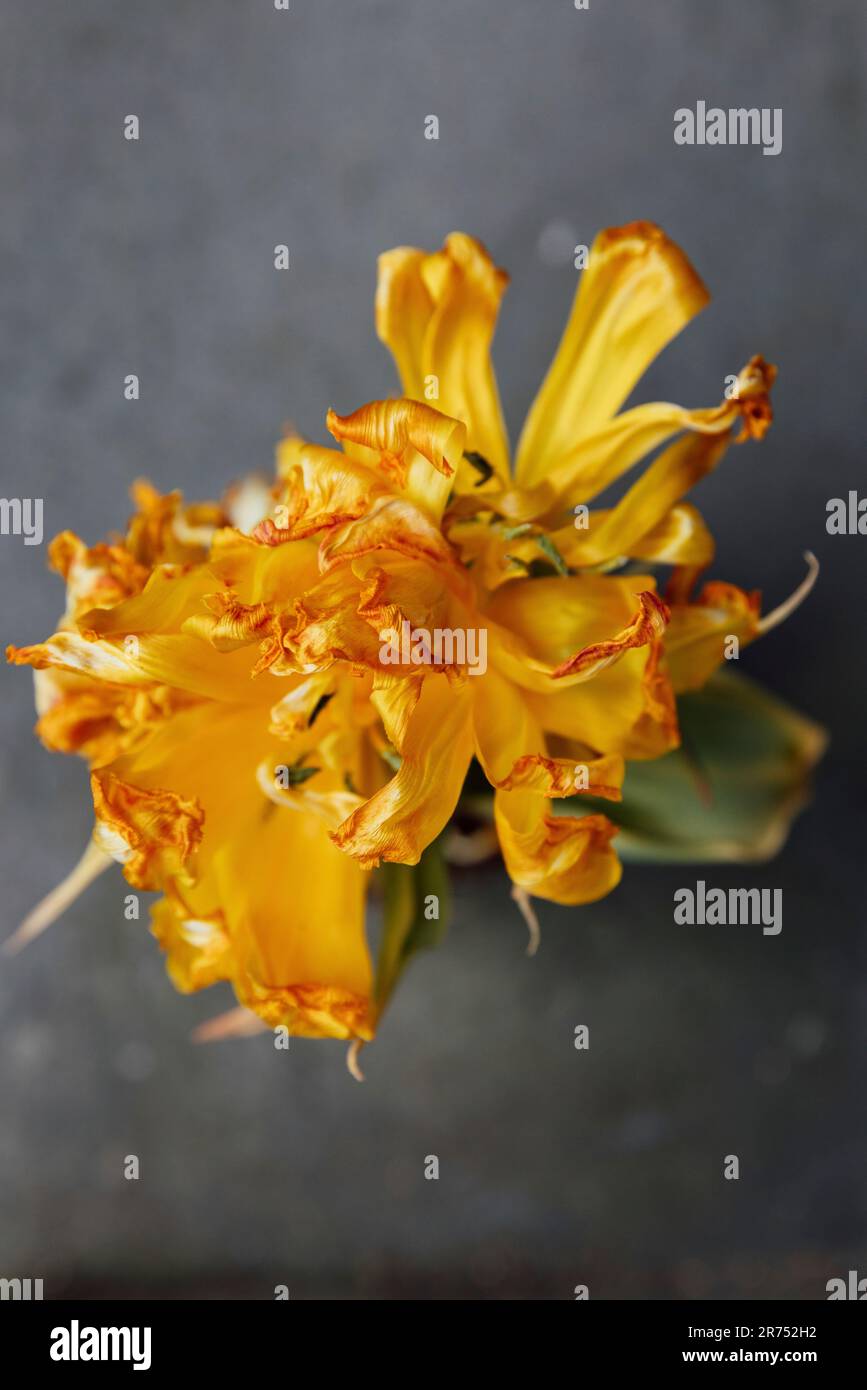 Top view of a yellow blossom of a faded flower Stock Photo - Alamy
