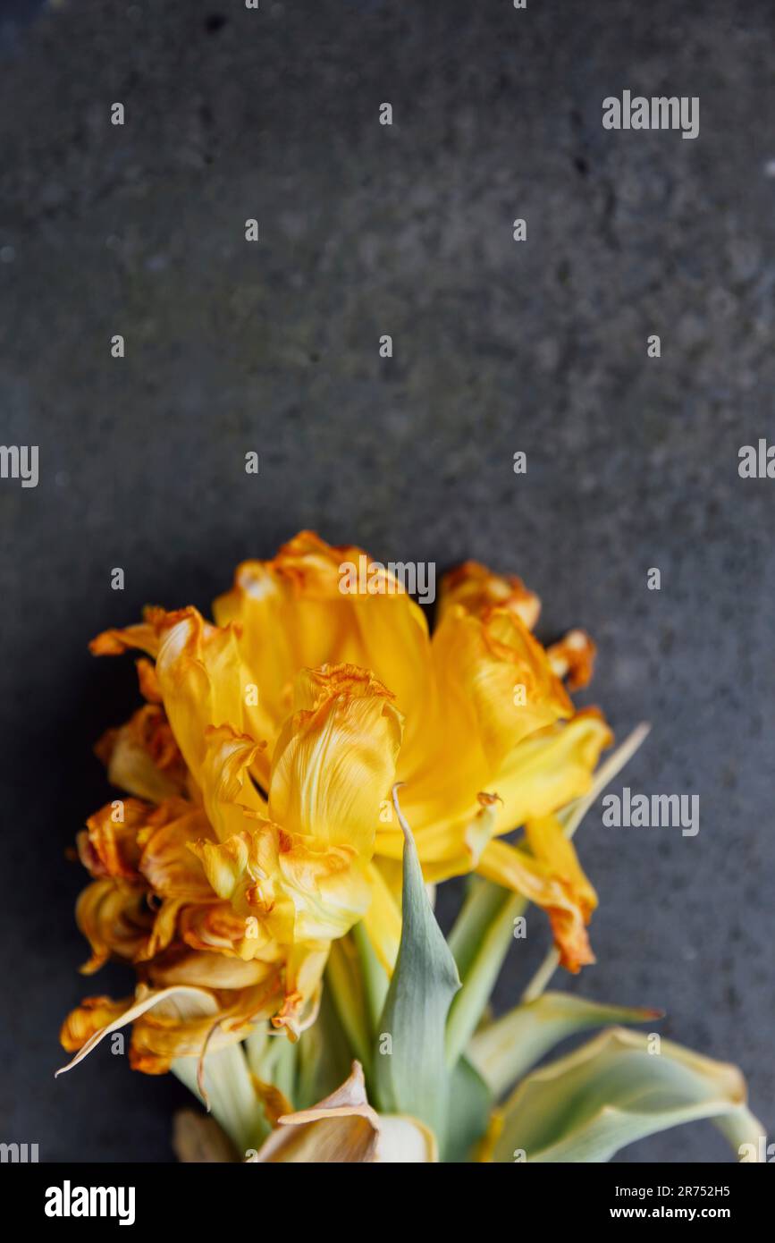 Simple tulips flower on hi-res stock photography and images - Alamy