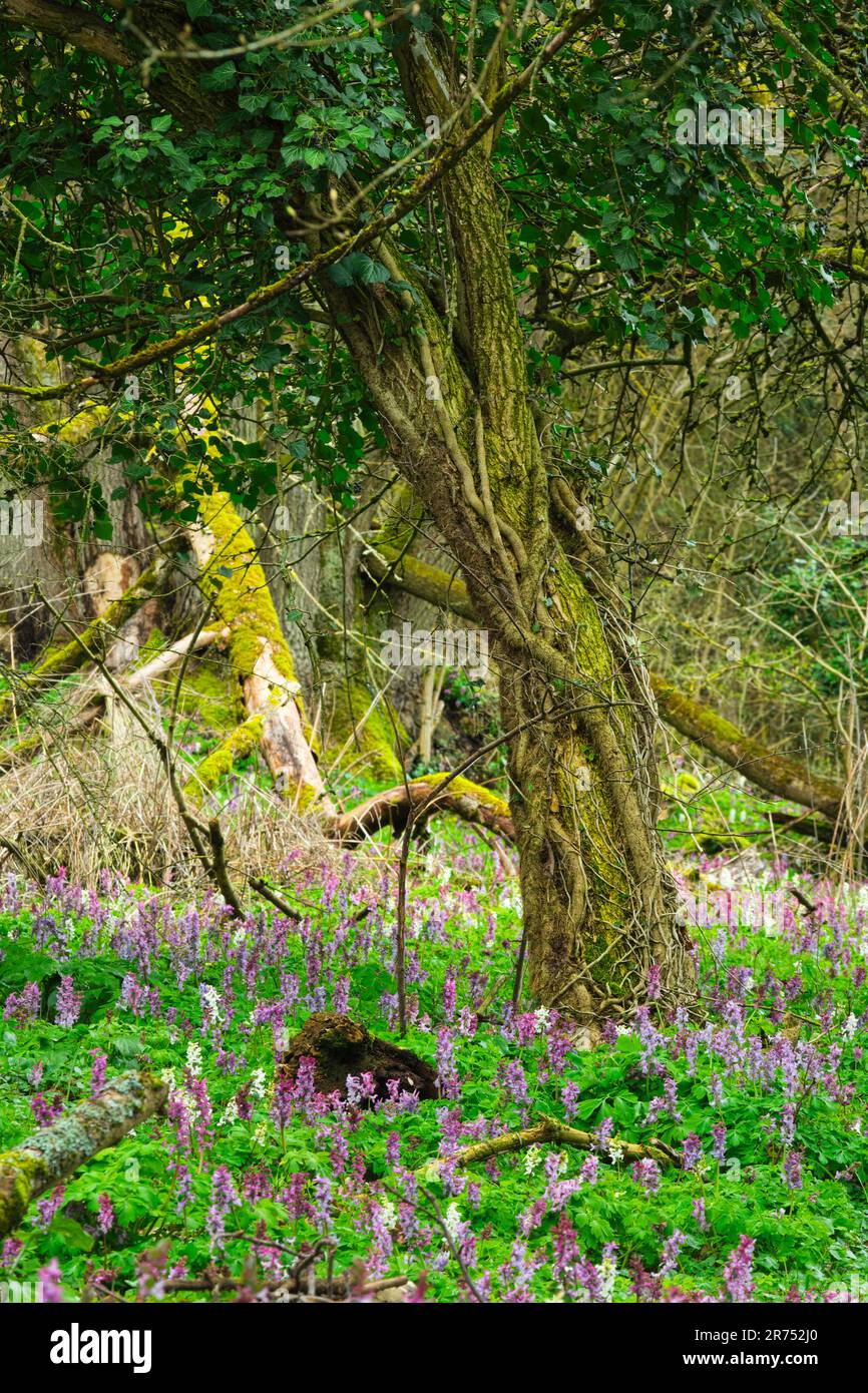 Europe, Sweden, Skane, Söderasen National Park, flowering Hollow ...