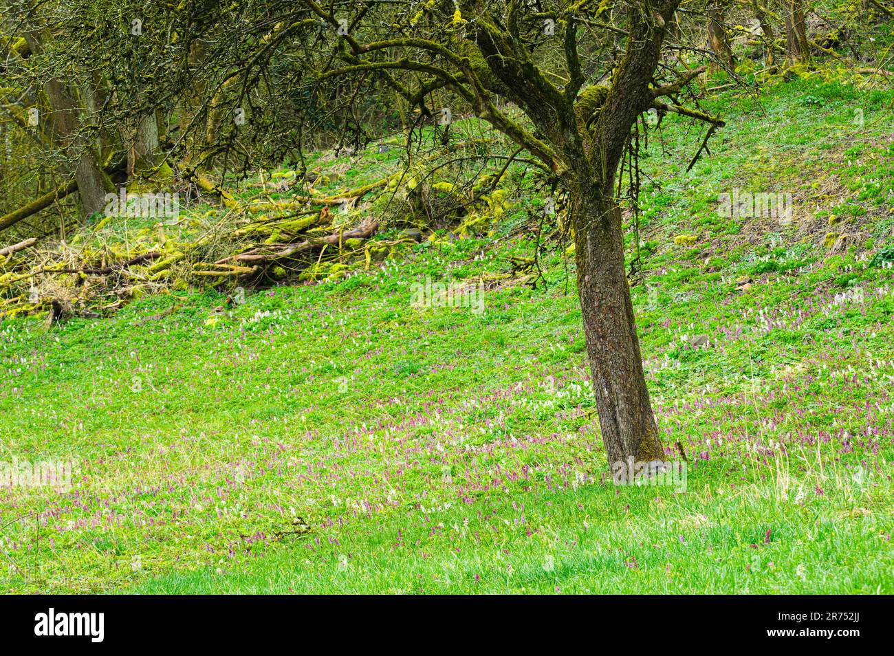Europe, Sweden, Skane, Söderasen National Park, flowering hollow ...