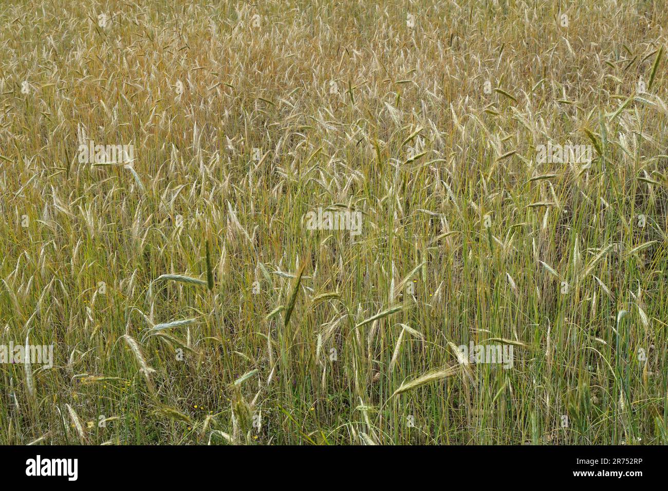 Agricultural landscape with farm wheat plantation Stock Photo - Alamy